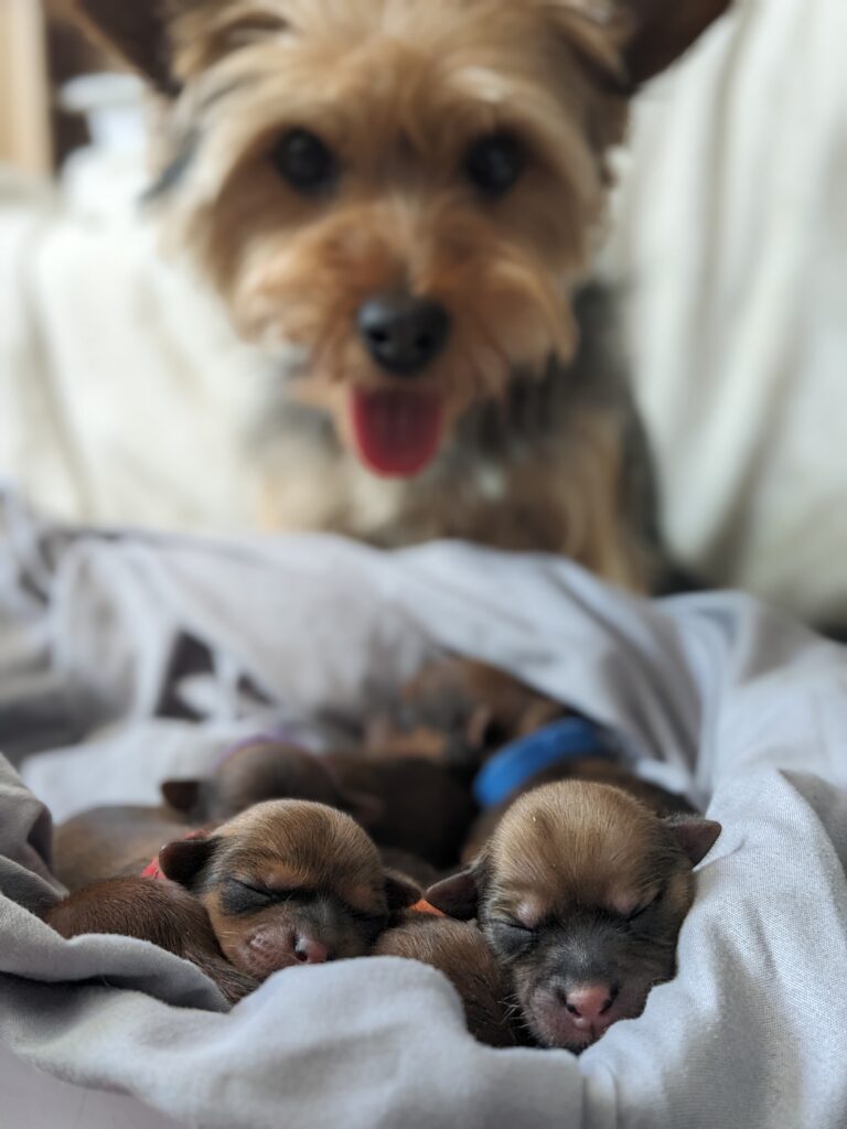 Available Puppies – True North Teddies